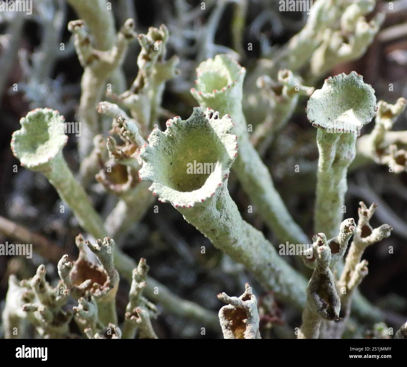 Lesser Sulphur-cup Lichen (Cladonia deformis Stock Photo - Alamy