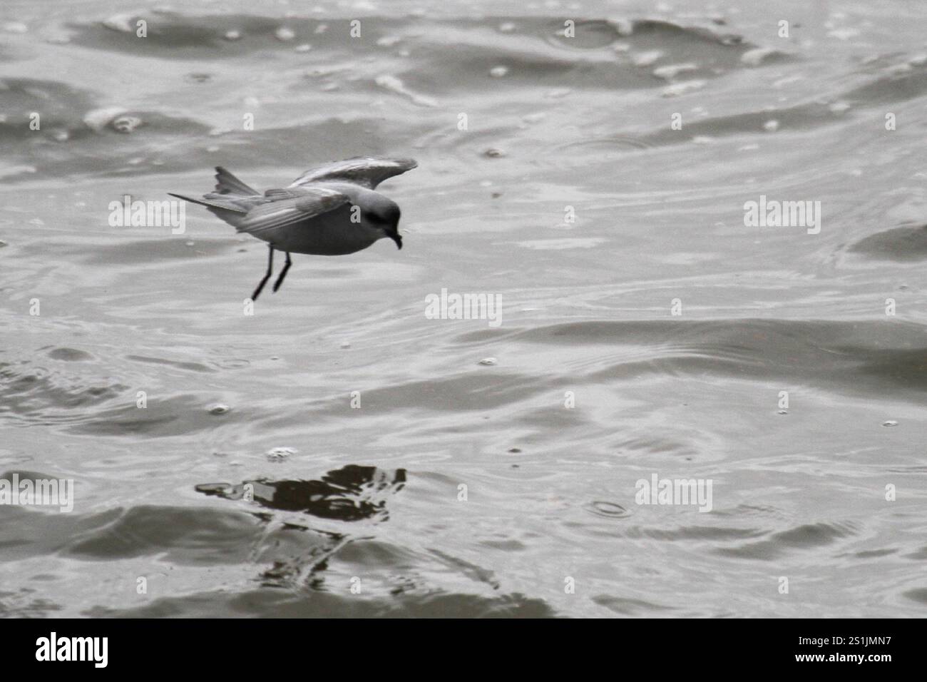 Fork-tailed Storm-Petrel (Hydrobates furcatus Stock Photo - Alamy