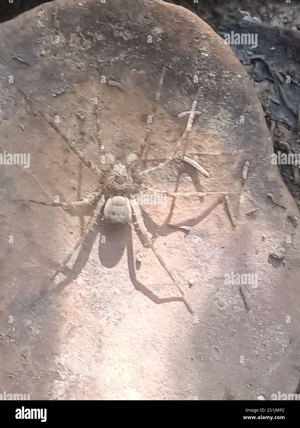 Giant water spider (Megadolomedes trux Stock Photo - Alamy