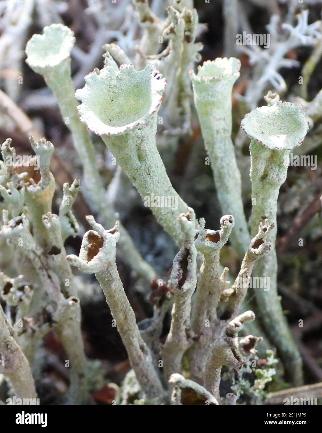 Lesser Sulphur-cup Lichen (Cladonia deformis Stock Photo - Alamy
