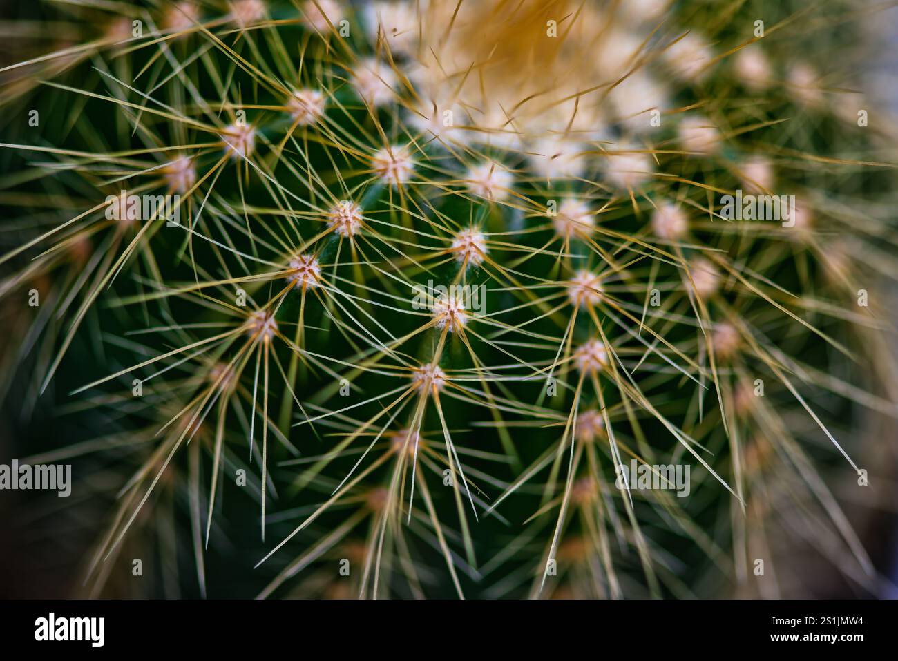 A macro view of a cactus reveals the intricate geometry of its spines ...