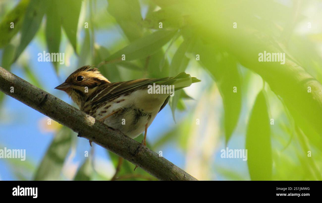 Rustic Bunting (Emberiza rustica Stock Photo - Alamy