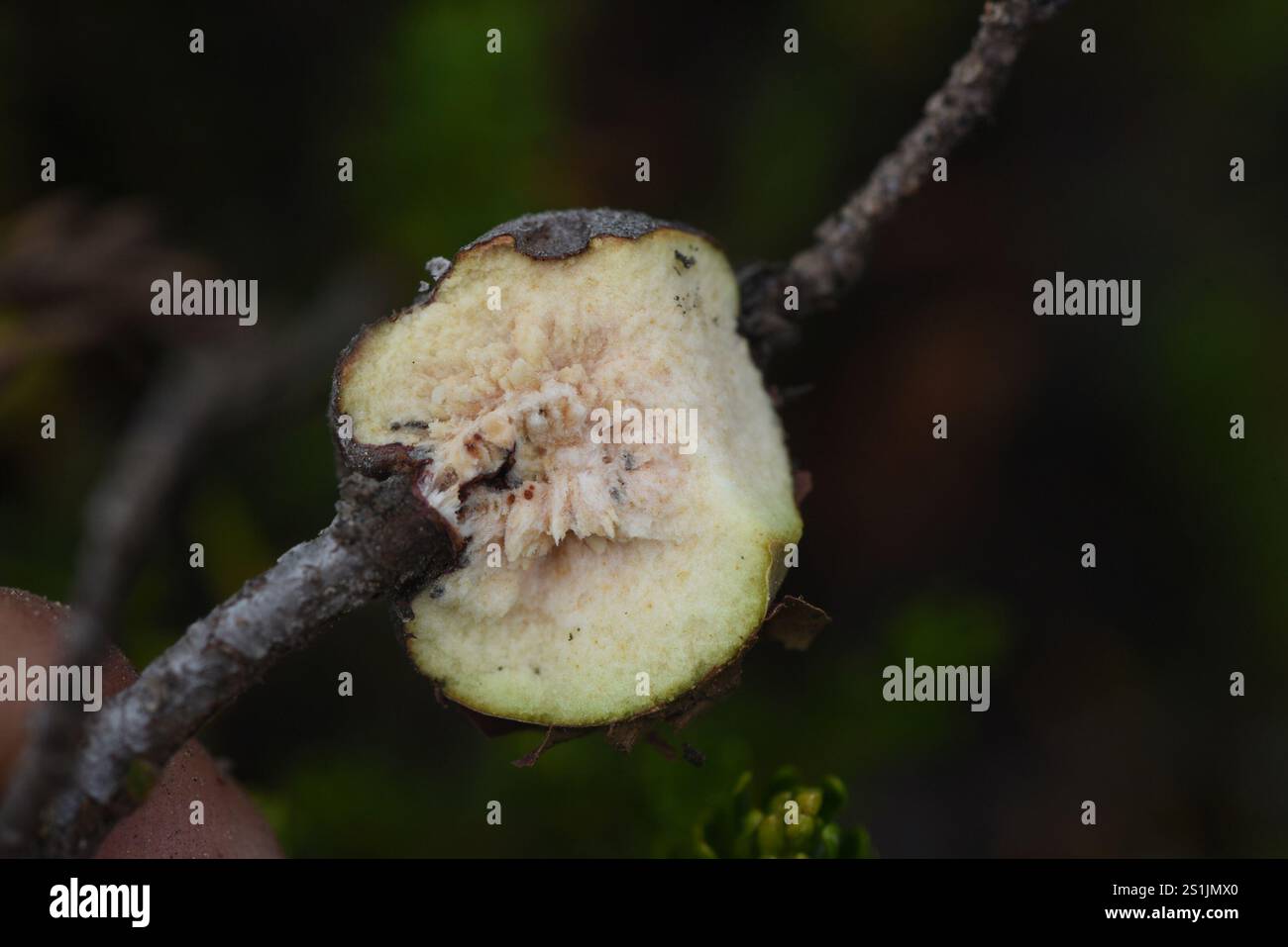rust fungi (Pucciniales Stock Photo - Alamy