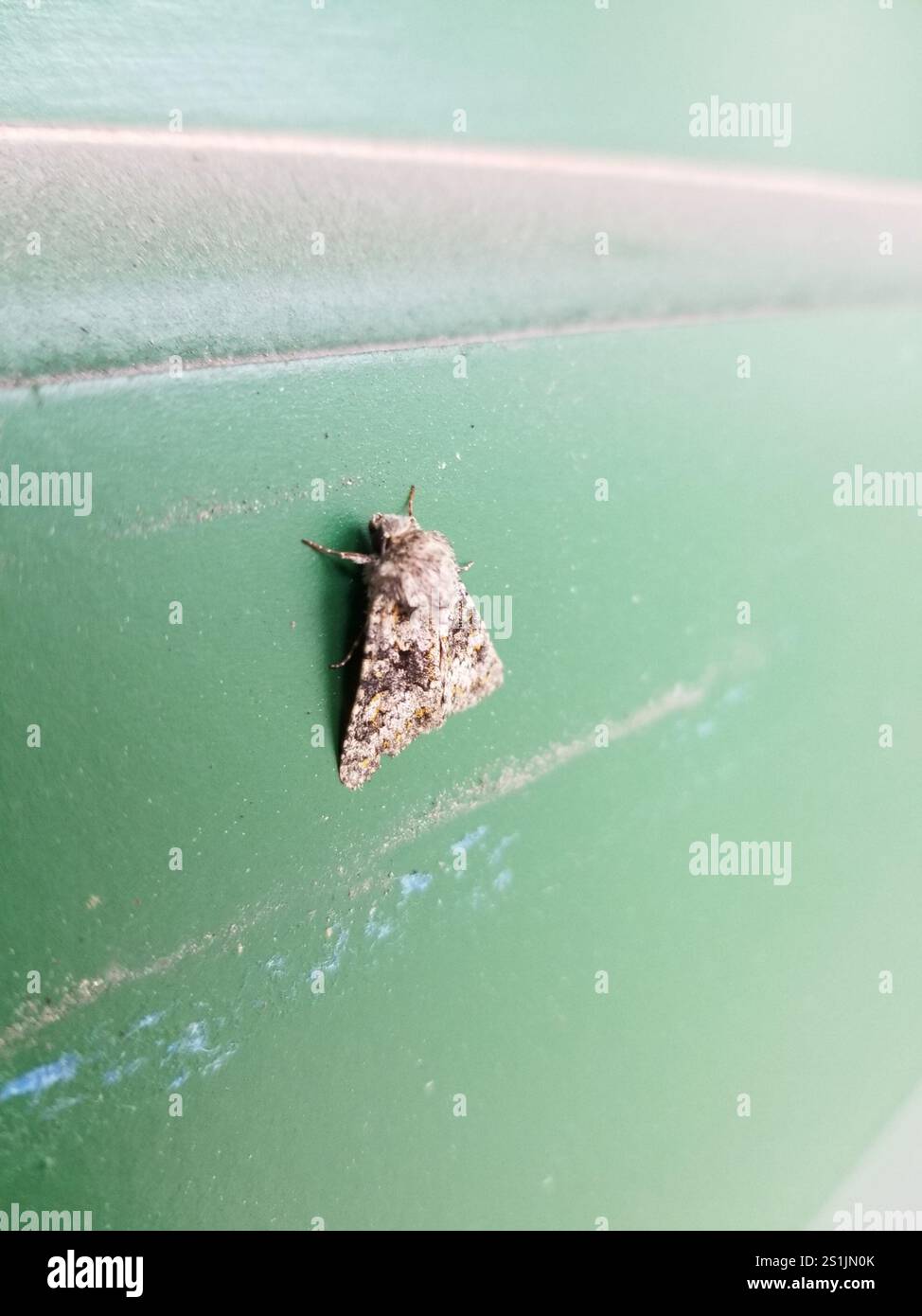 Small Ranunculus (Hecatera dysodea Stock Photo - Alamy