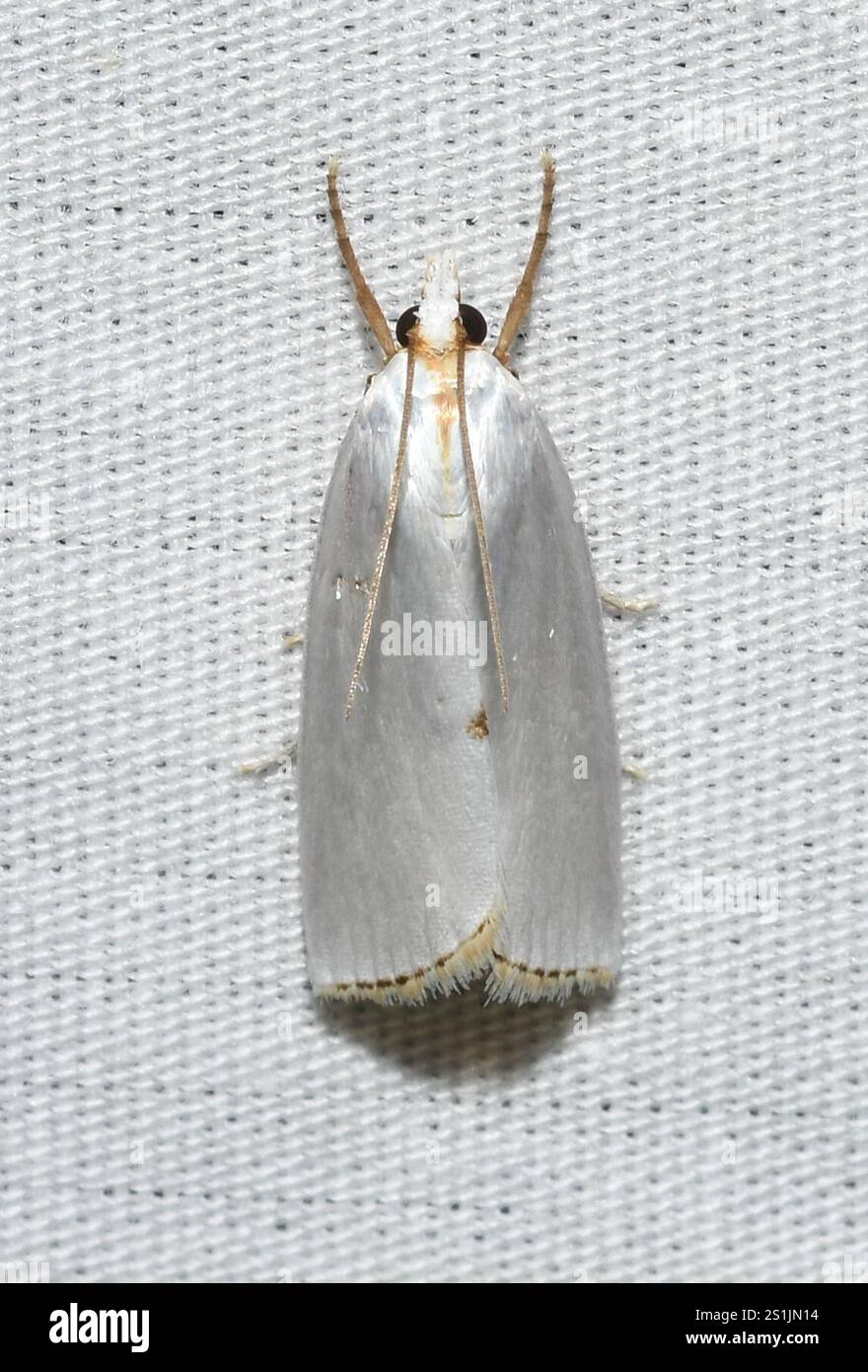 Snowy Urola Moth (Urola nivalis Stock Photo - Alamy