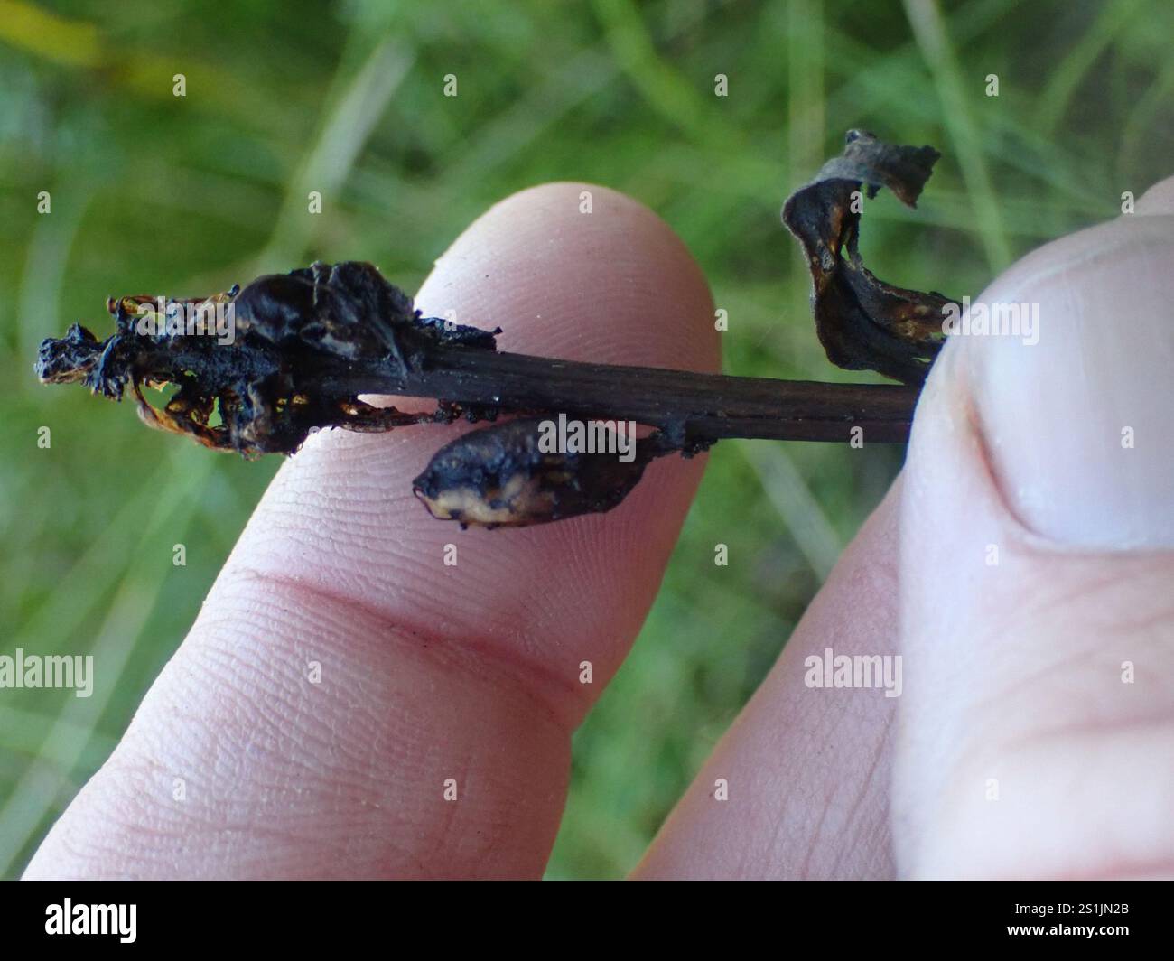king's scepter gentian (Gentiana sceptrum Stock Photo - Alamy