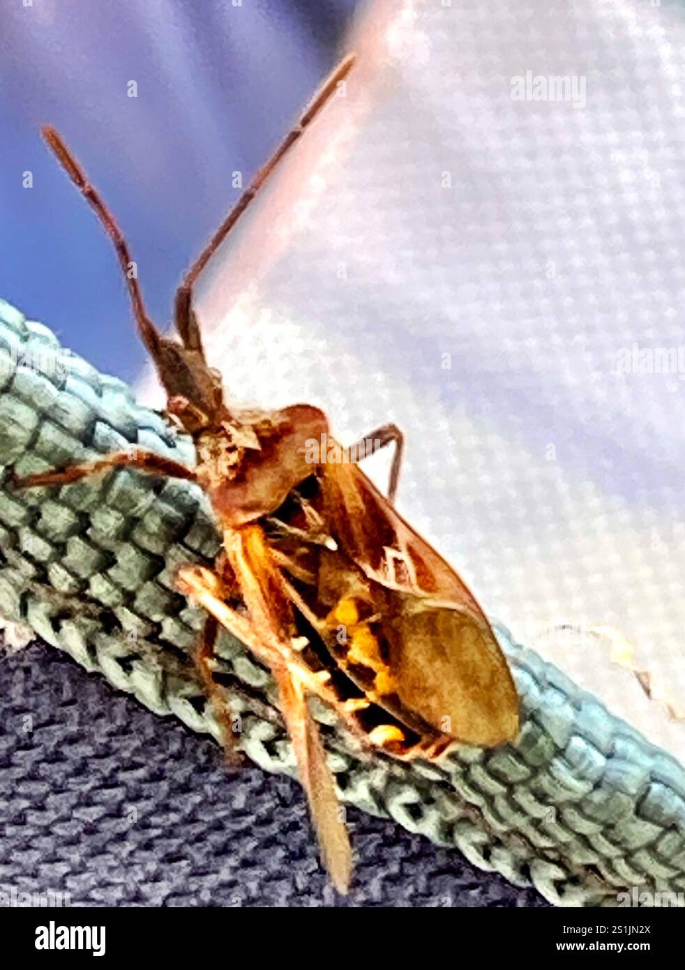 Western Conifer Seed Bug (Leptoglossus occidentalis Stock Photo - Alamy