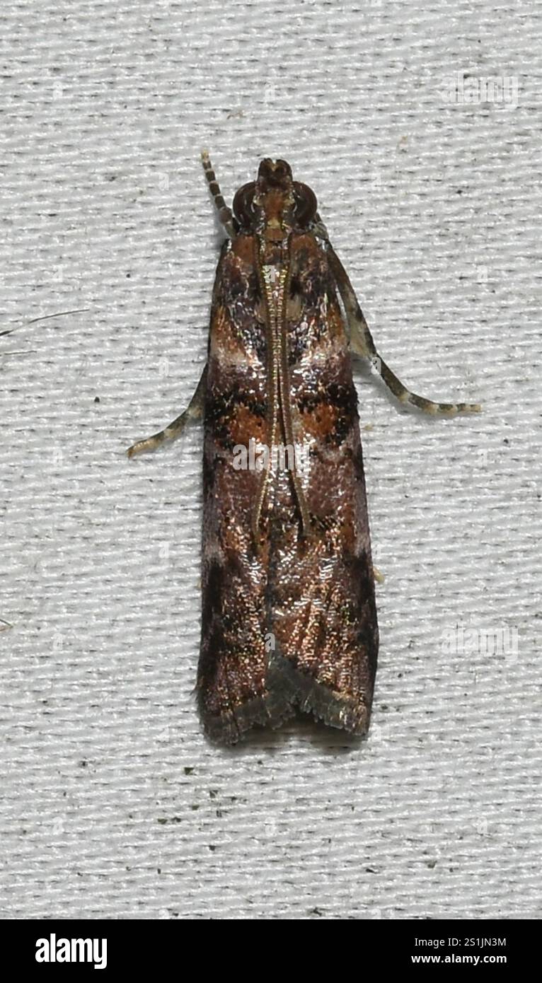 Bald Cypress Coneworm Moth (Dioryctria pygmaeella Stock Photo - Alamy