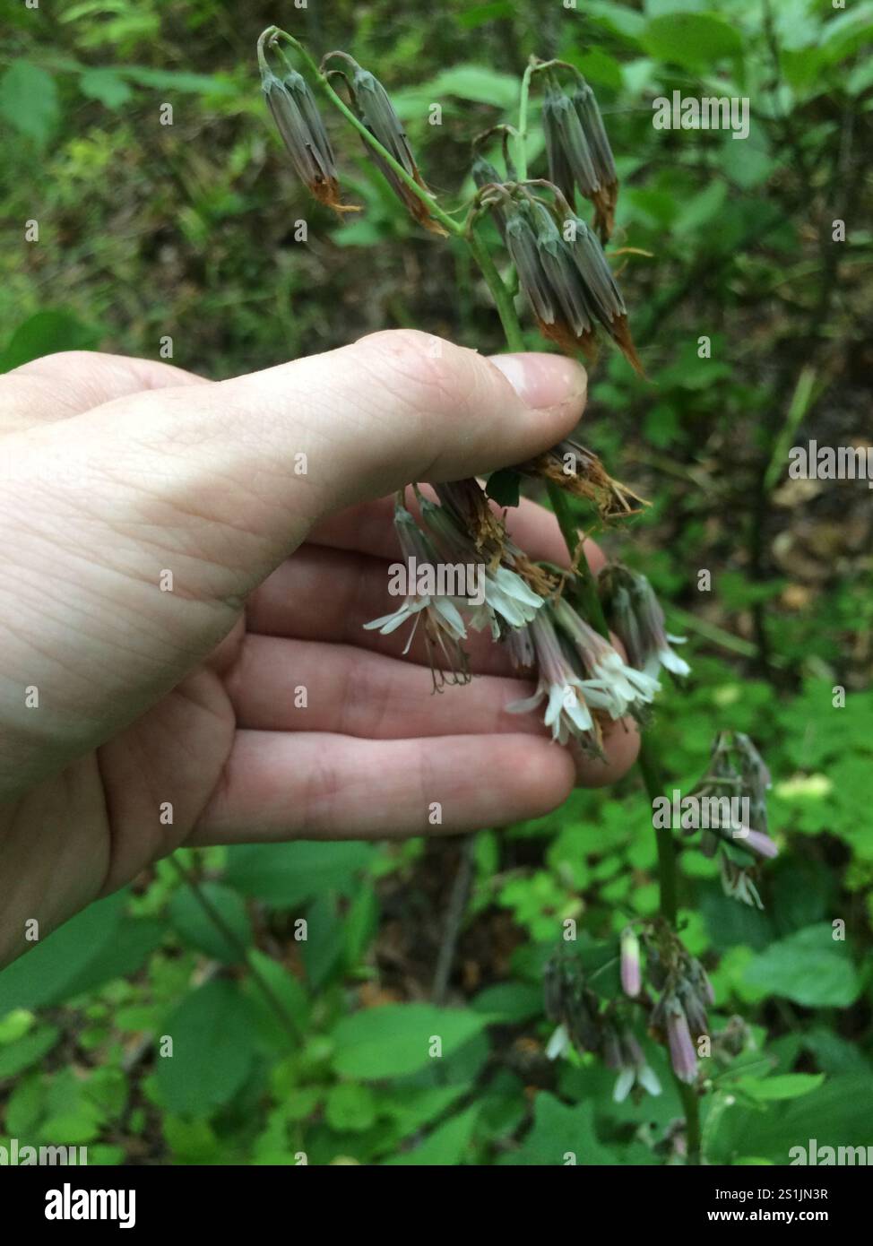 white rattlesnake root (Nabalus albus Stock Photo - Alamy