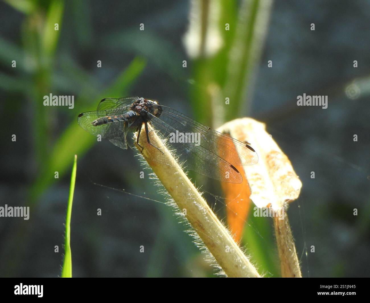 Indigo Dropwing (Trithemis festiva Stock Photo - Alamy
