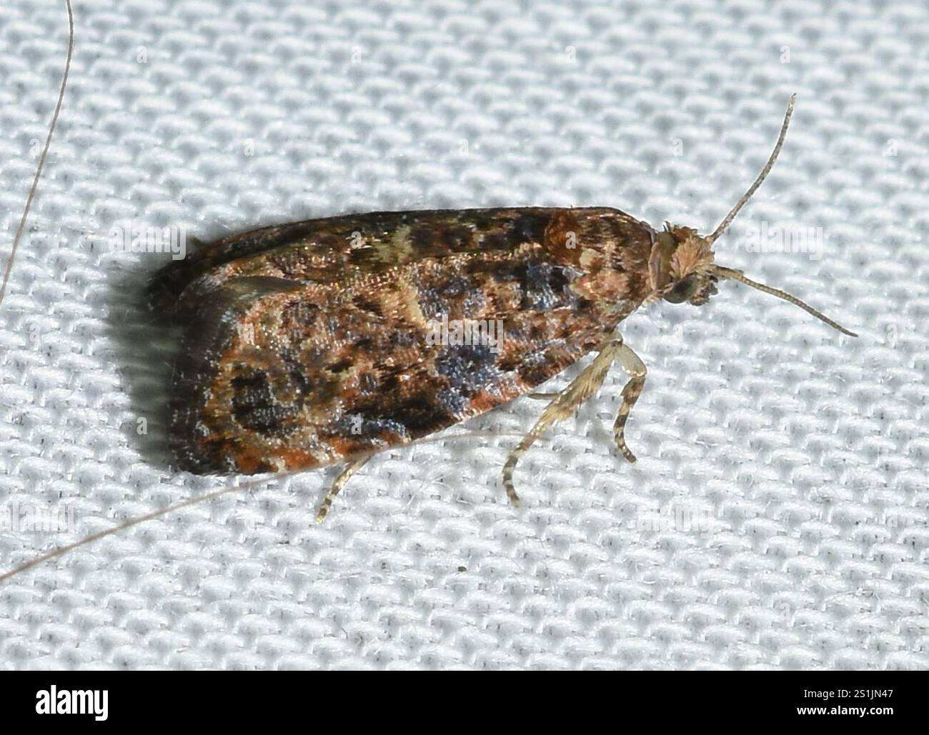Verbena Bud Moth (Endothenia hebesana Stock Photo - Alamy
