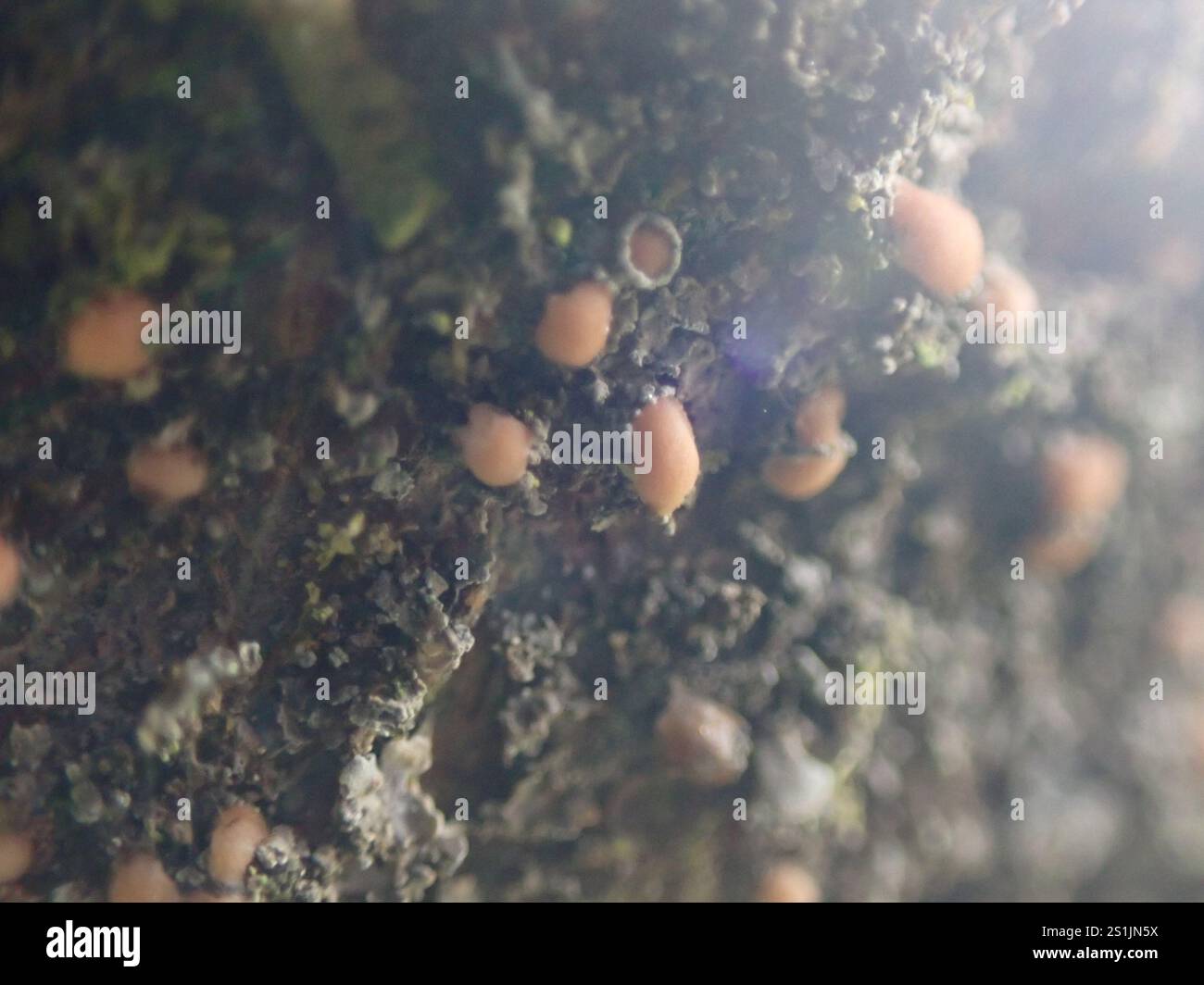 Brown-gray Moss-shingle Lichen (Protopannaria pezizoides Stock Photo ...