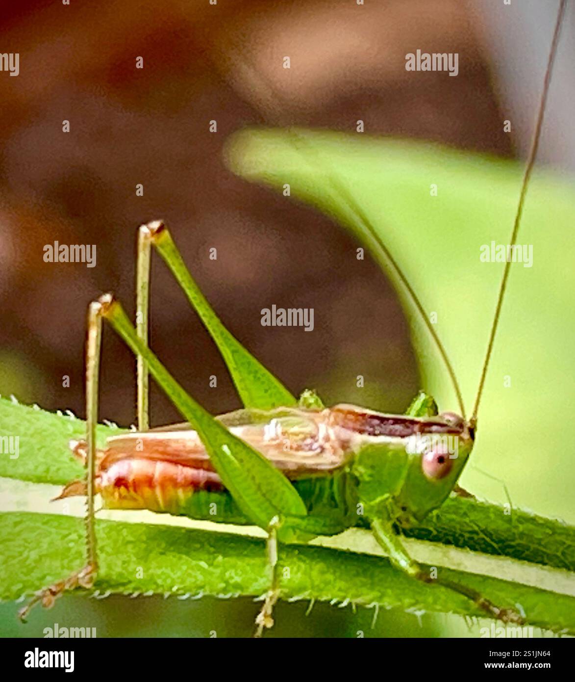 Short-winged Meadow Katydid (Conocephalus brevipennis Stock Photo - Alamy