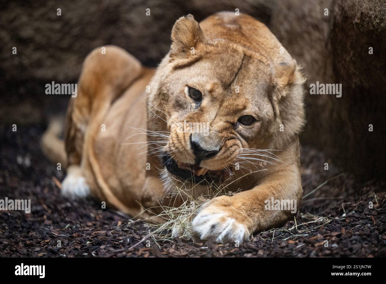Zagreb, Croatia. 04th Jan, 2025. Lion (Panthera leo) eat meat at the ...