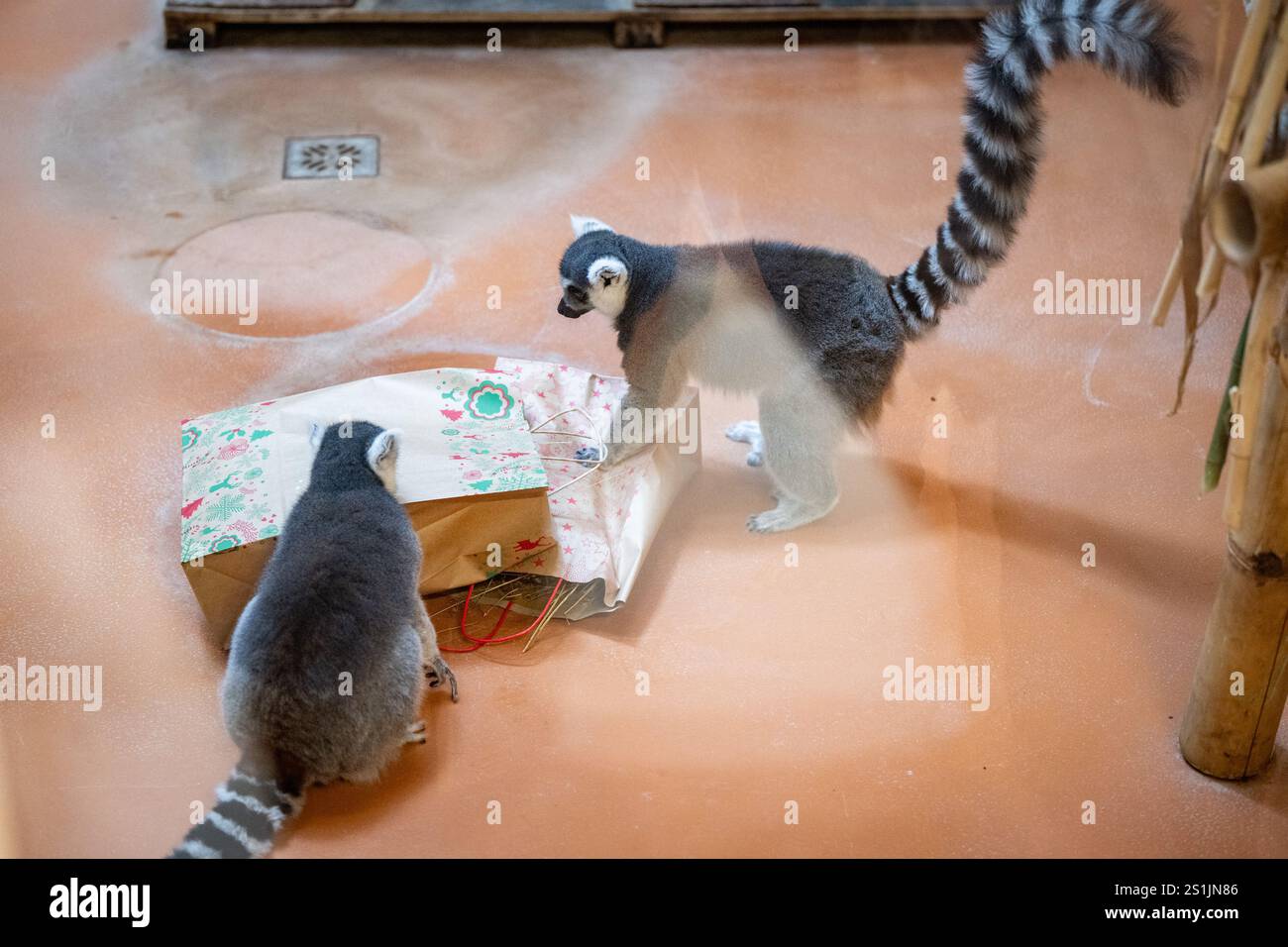 Zagreb, Croatia. 04th Jan, 2025. Ring-tailed lemurs (Lemur catta ...