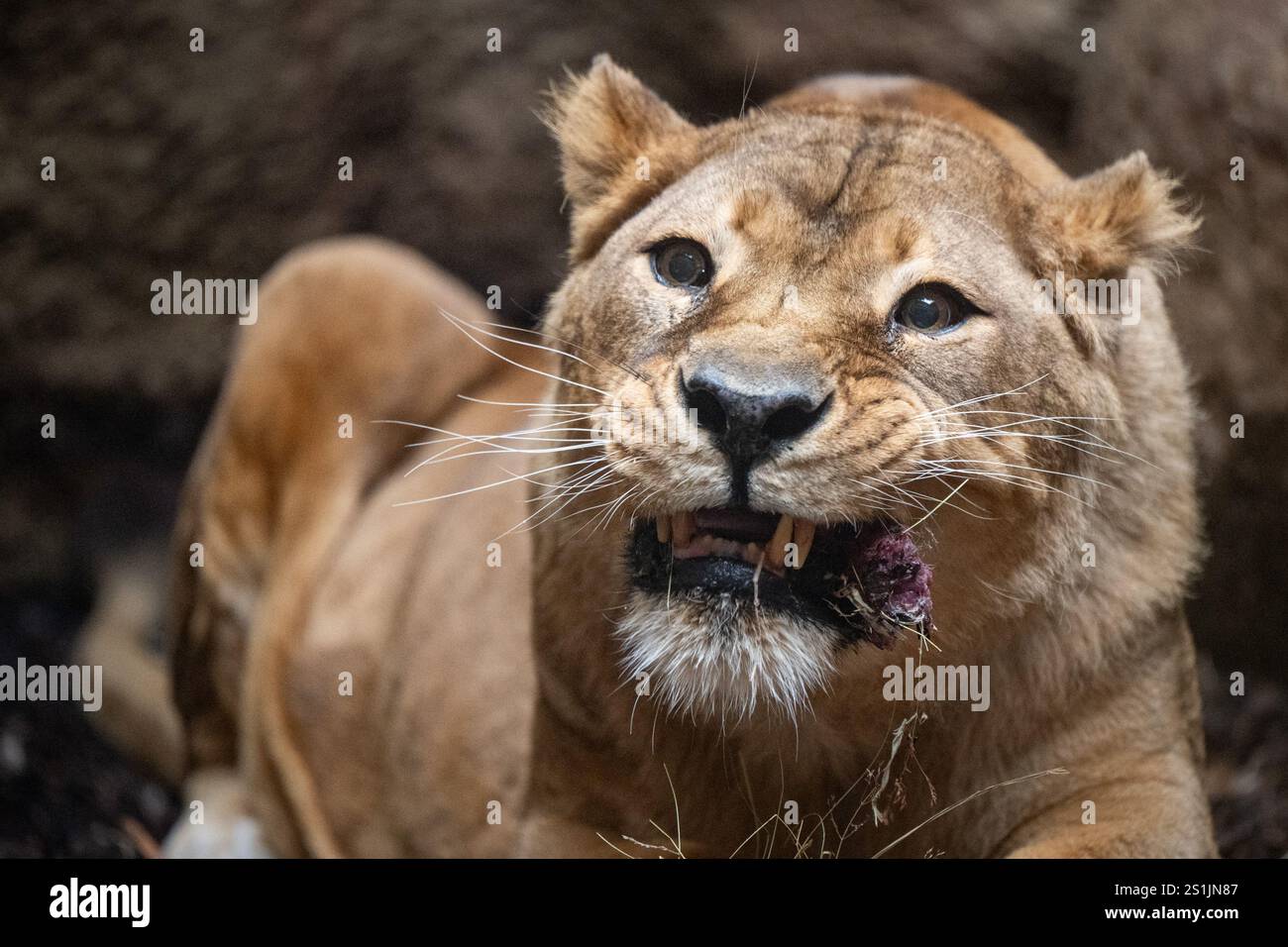 Zagreb, Croatia. 04th Jan, 2025. Lion (Panthera leo) eat meat at the ...