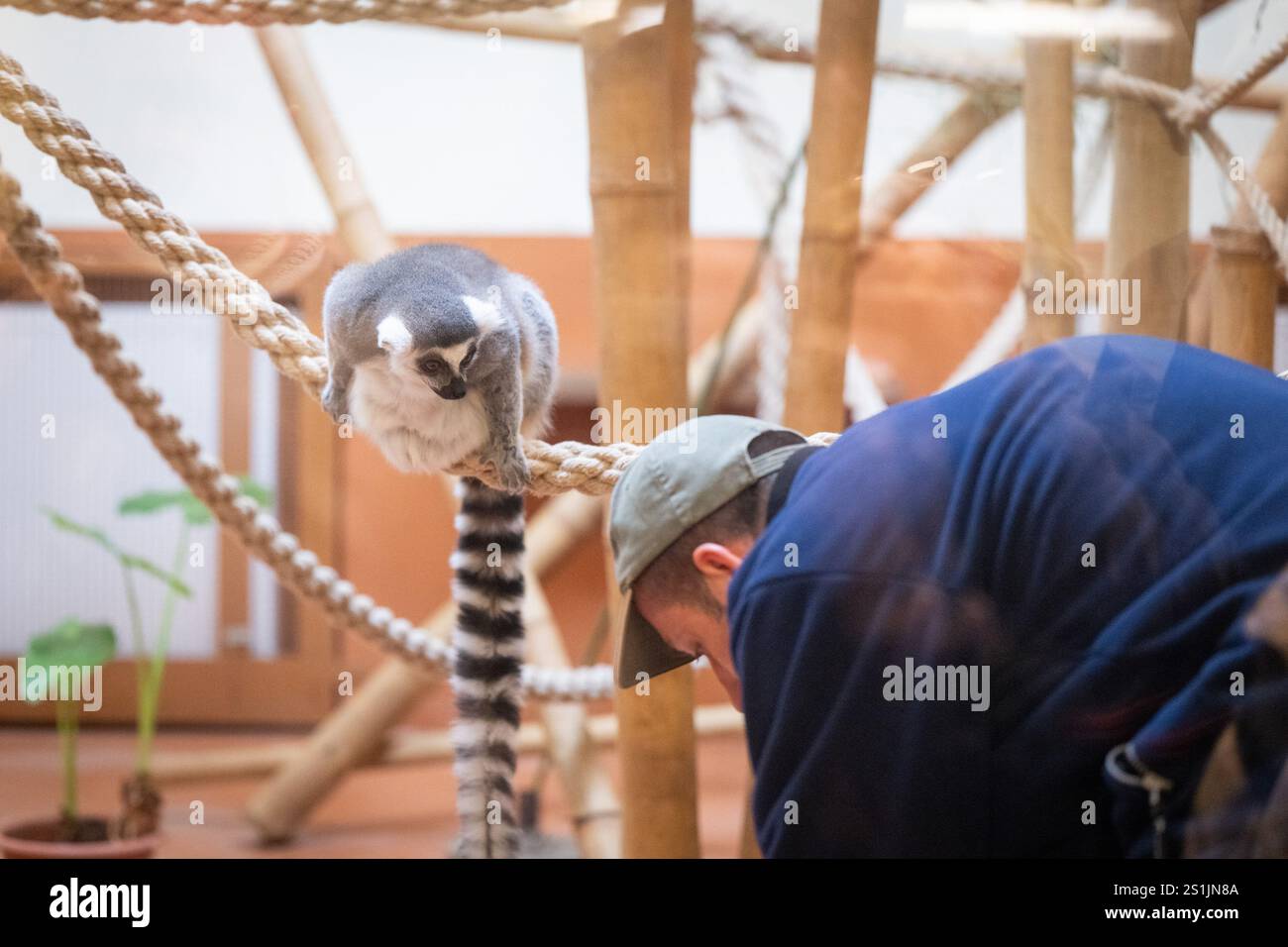 Zagreb, Croatia. 04th Jan, 2025. Ring-tailed lemur (Lemur catta ...