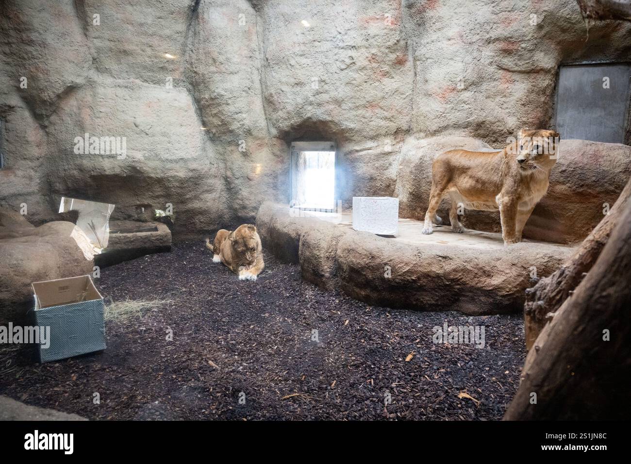 Zagreb, Croatia. 04th Jan, 2025. Lions (Panthera leo) in their ...