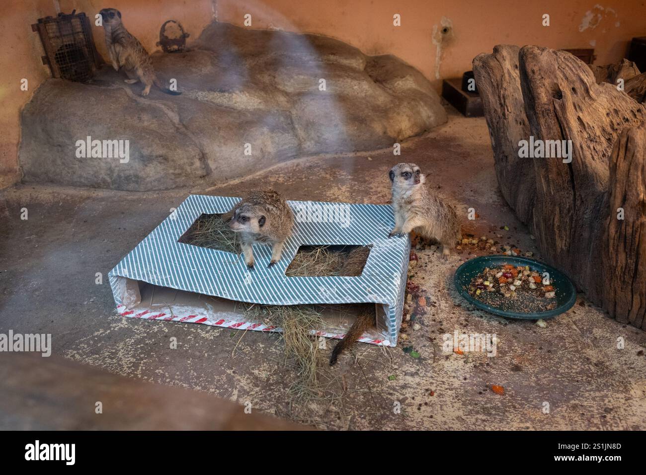 Zagreb, Croatia. 04th Jan, 2025. Meerkats (Suricata suricatta) received ...