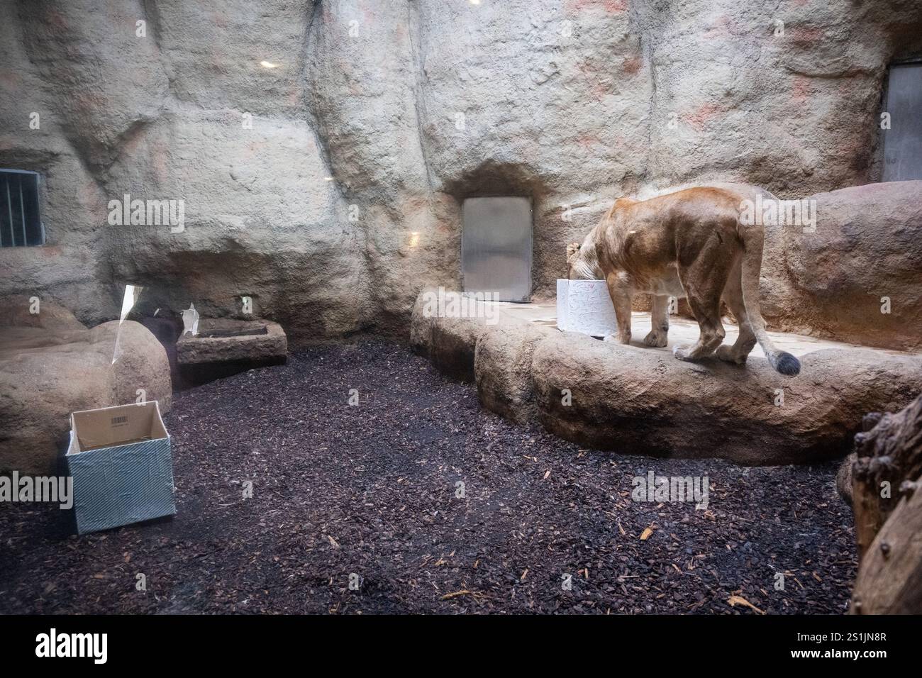 Zagreb, Croatia. 04th Jan, 2025. Lion (Panthera leo) eat meat at the ...