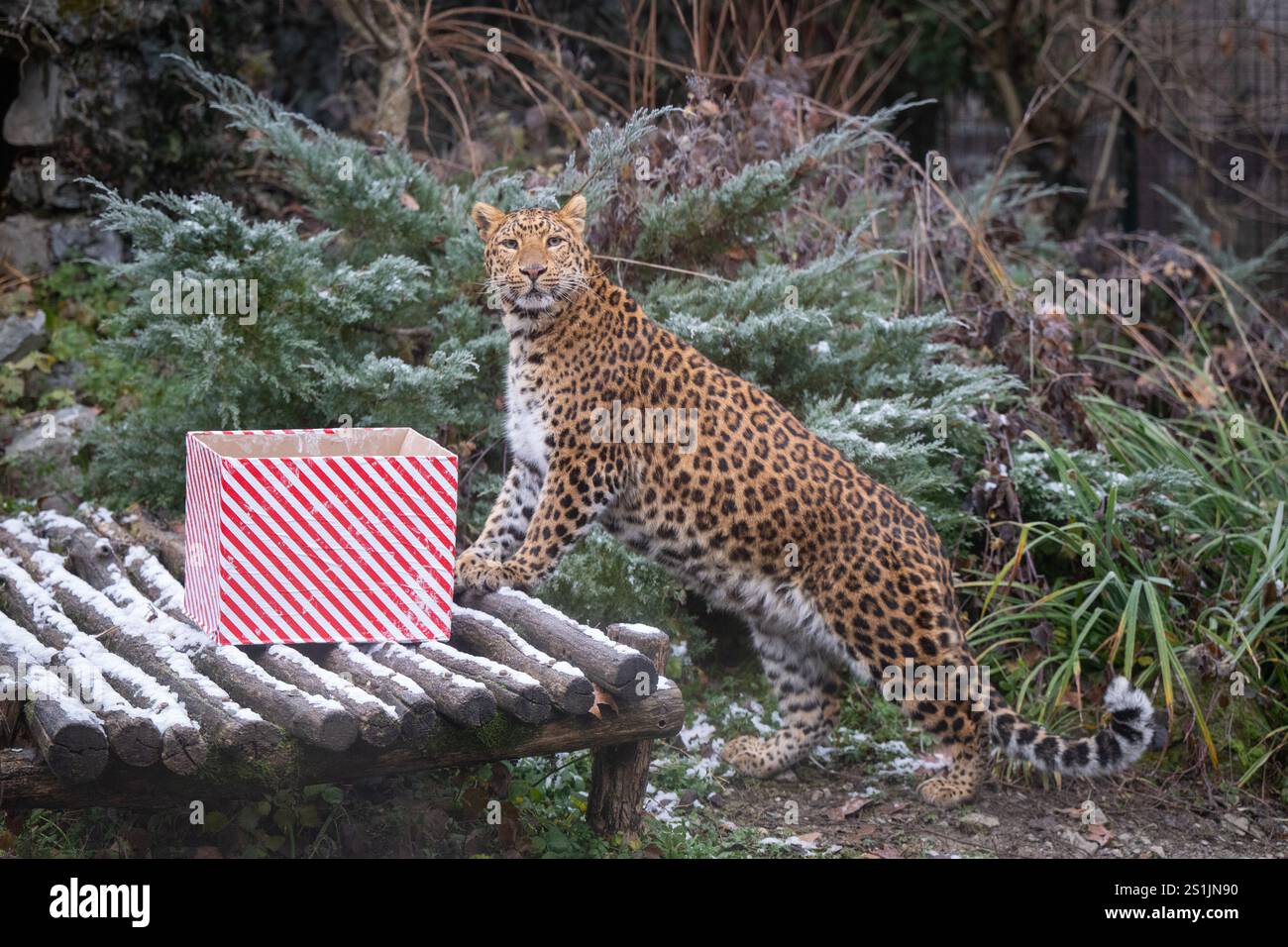 Zagreb, Croatia. 04th Jan, 2025. Chinese leopard (Panthera pardus ...