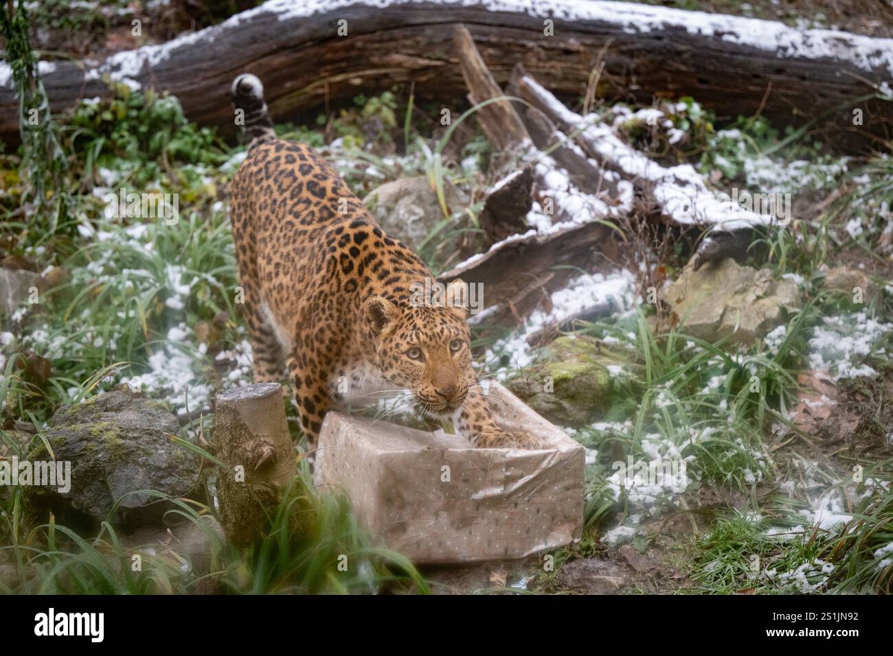 Zagreb, Croatia. 04th Jan, 2025. Chinese leopard (Panthera pardus ...