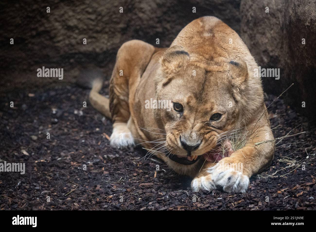 Zagreb, Croatia. 04th Jan, 2025. Lion (Panthera leo) eat meat at the ...