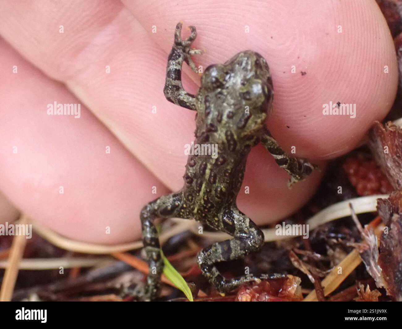 Western Toad (Anaxyrus boreas Stock Photo - Alamy
