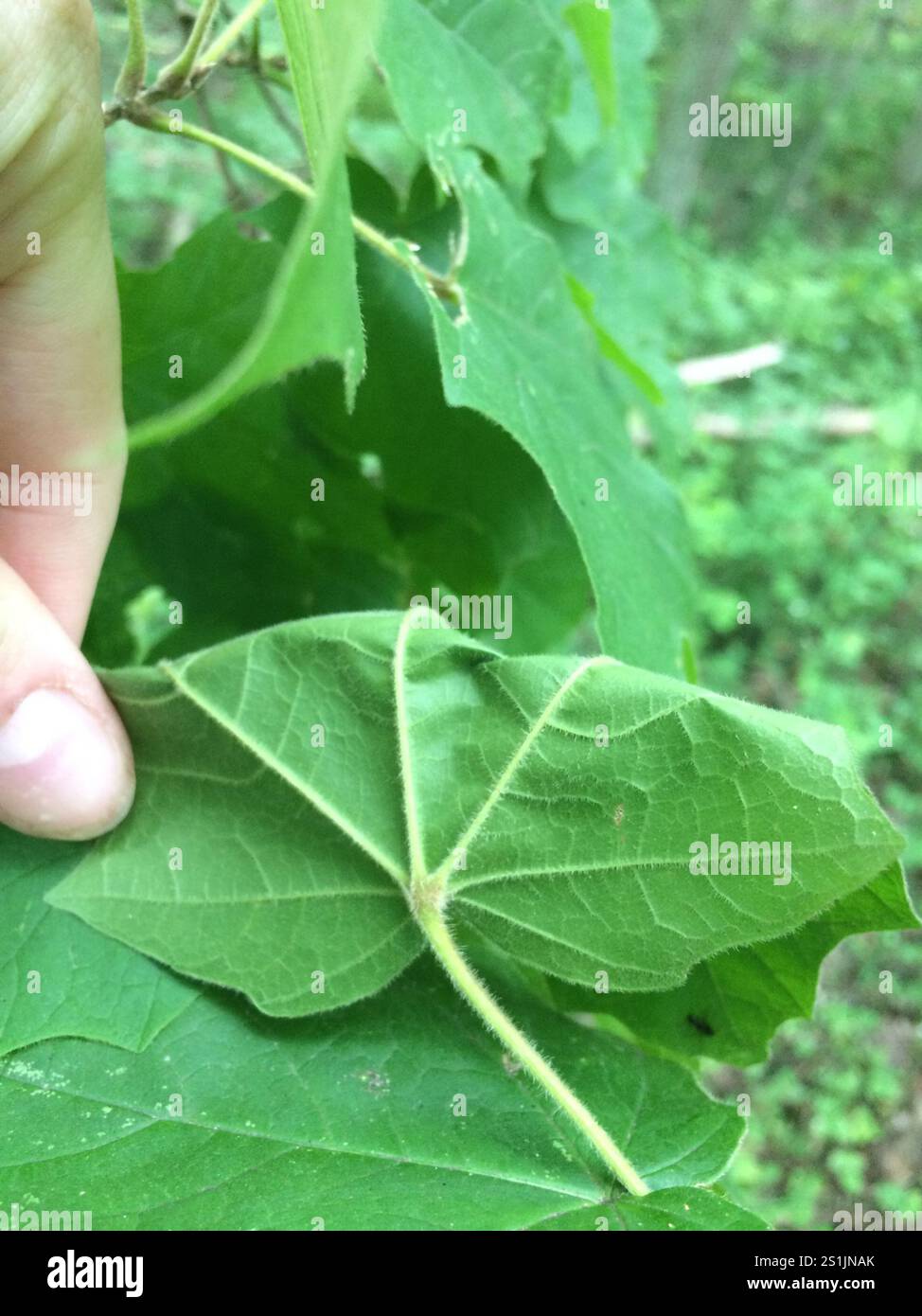 black maple (Acer nigrum Stock Photo - Alamy