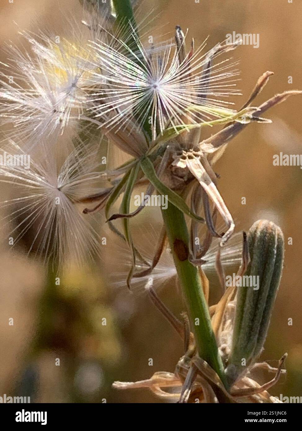 Rush Skeletonweed (Chondrilla juncea Stock Photo - Alamy