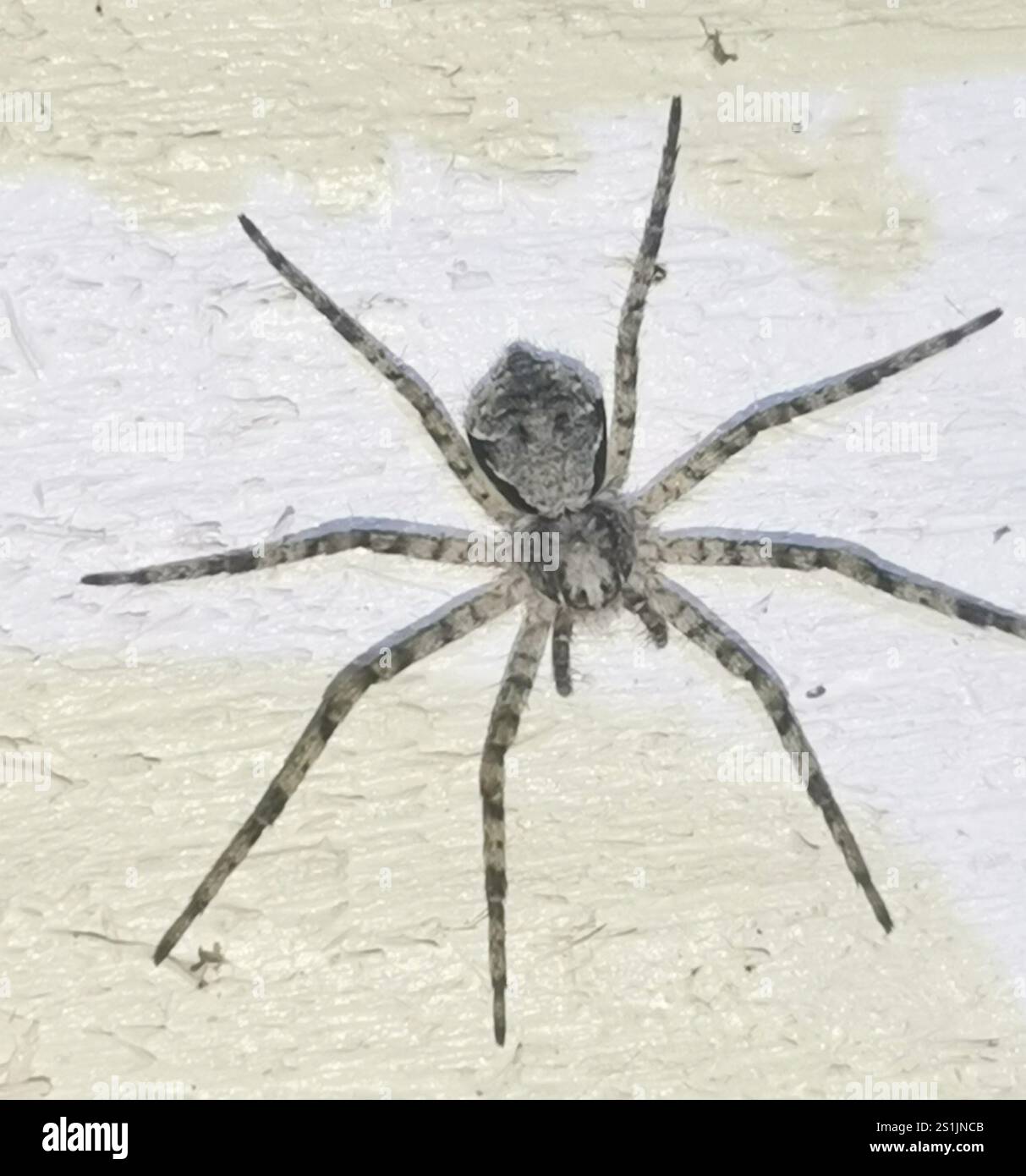 Lichen Running Spider (Philodromus margaritatus Stock Photo - Alamy