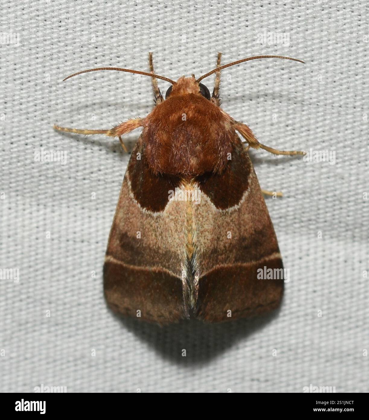 Arcigera Flower Moth (Schinia arcigera Stock Photo - Alamy