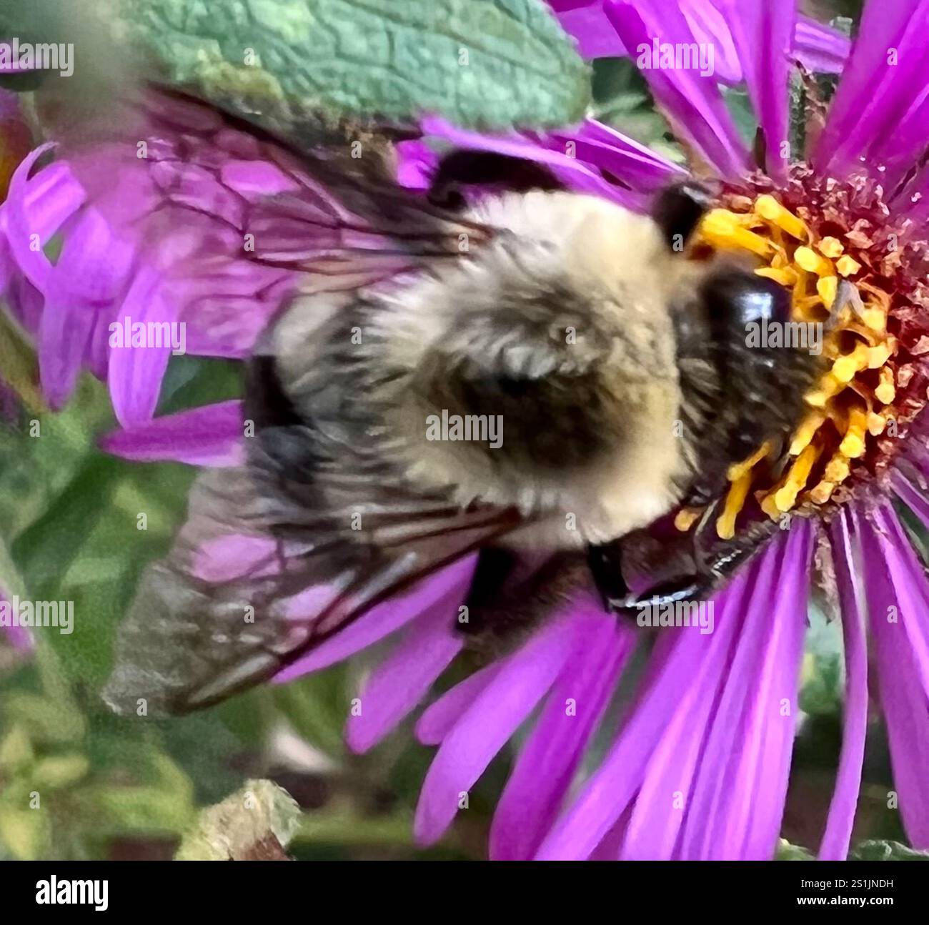 Common Eastern Bumble Bee (Bombus impatiens Stock Photo - Alamy