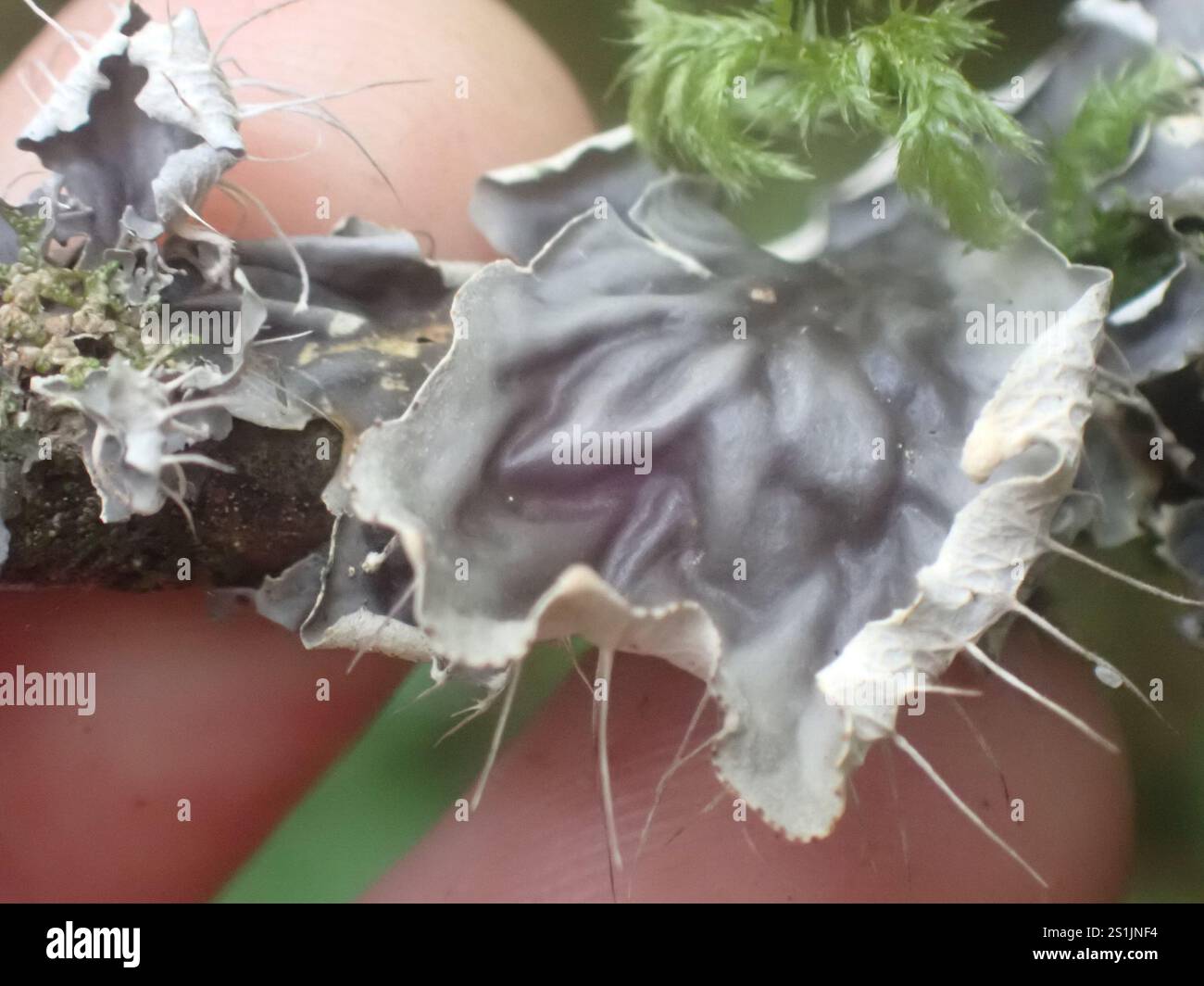 membranous pelt lichen (Peltigera membranacea Stock Photo - Alamy