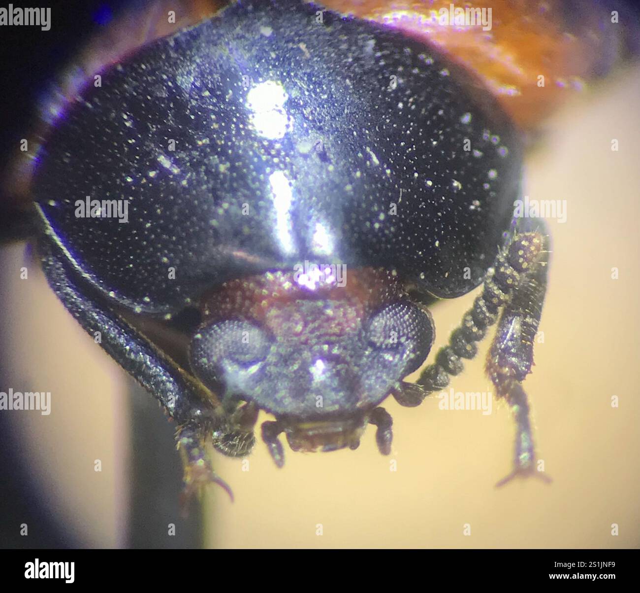 Two-spotted Diaperis (Diaperis maculata Stock Photo - Alamy