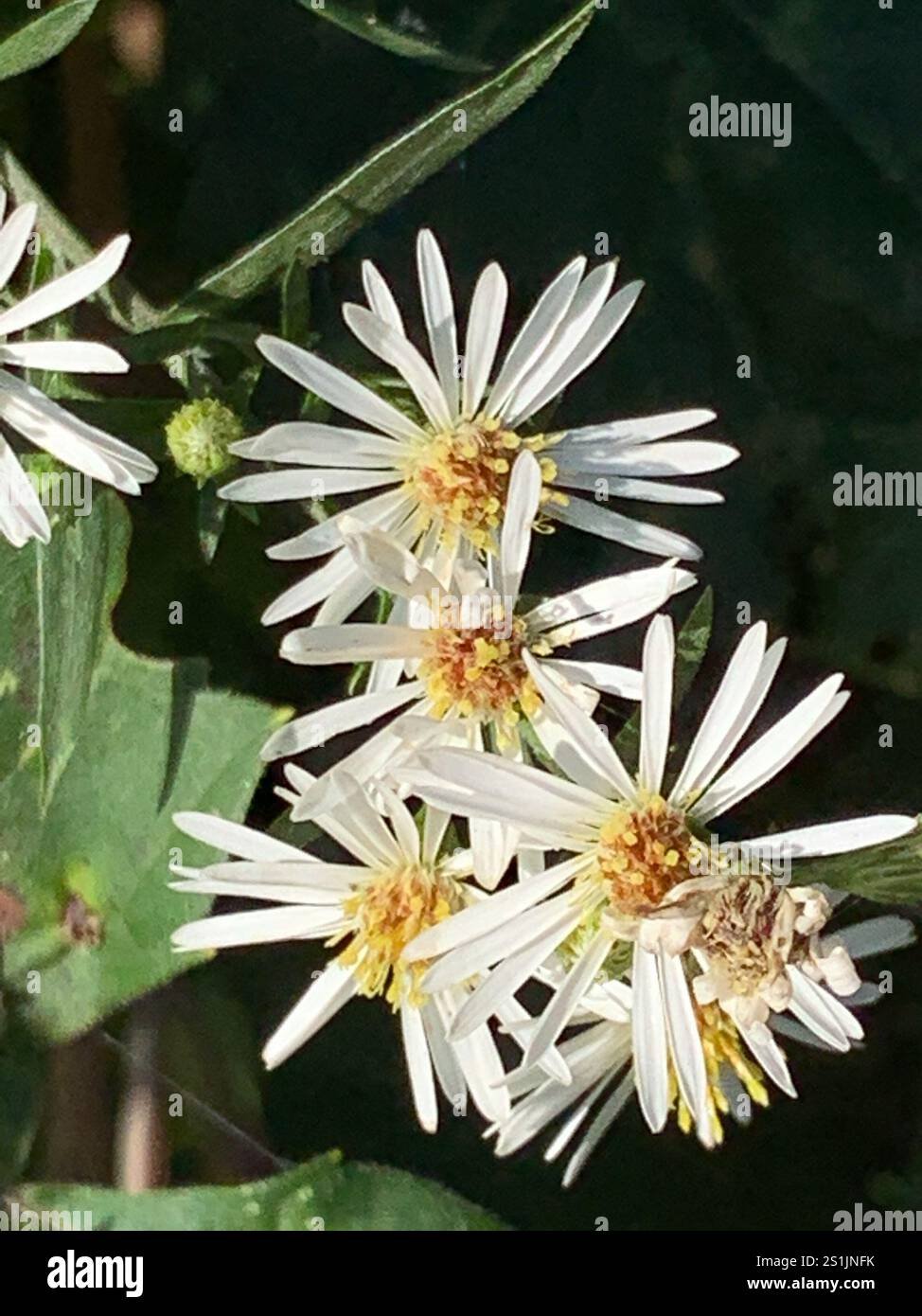 panicled aster (Symphyotrichum lanceolatum Stock Photo - Alamy