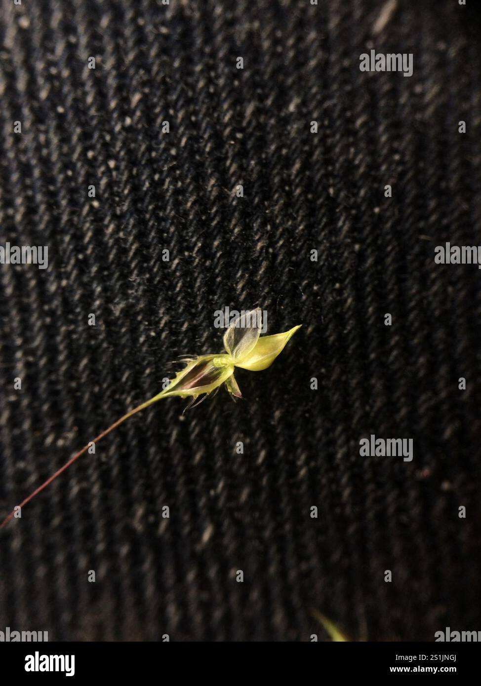 spiny barnyard grass (Echinochloa muricata muricata Stock Photo - Alamy
