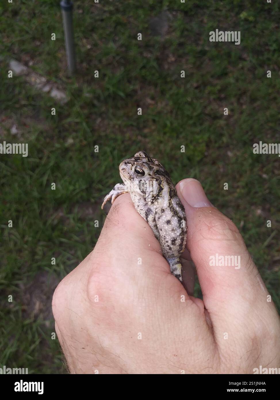 Southern Toad (Anaxyrus terrestris Stock Photo - Alamy