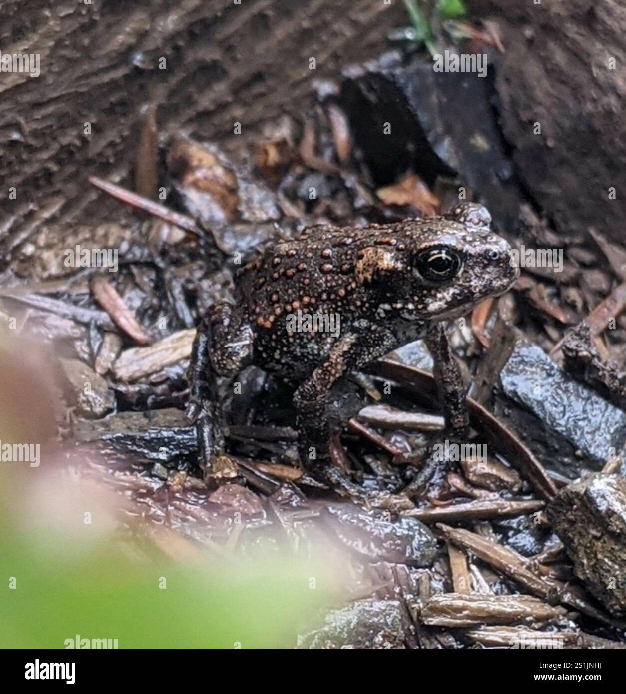 Western Toad (Anaxyrus boreas Stock Photo - Alamy