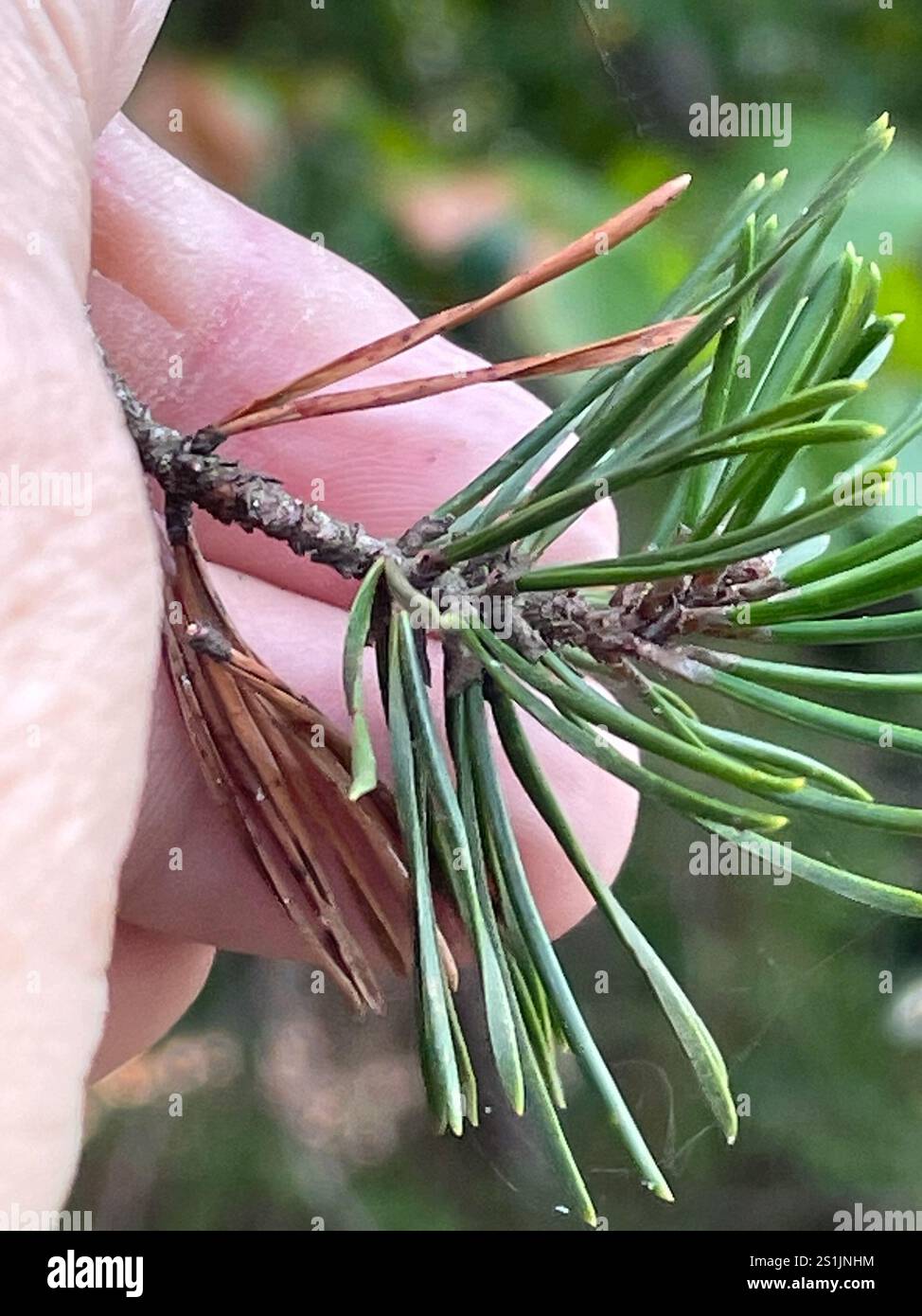 Virginia pine (Pinus virginiana Stock Photo - Alamy