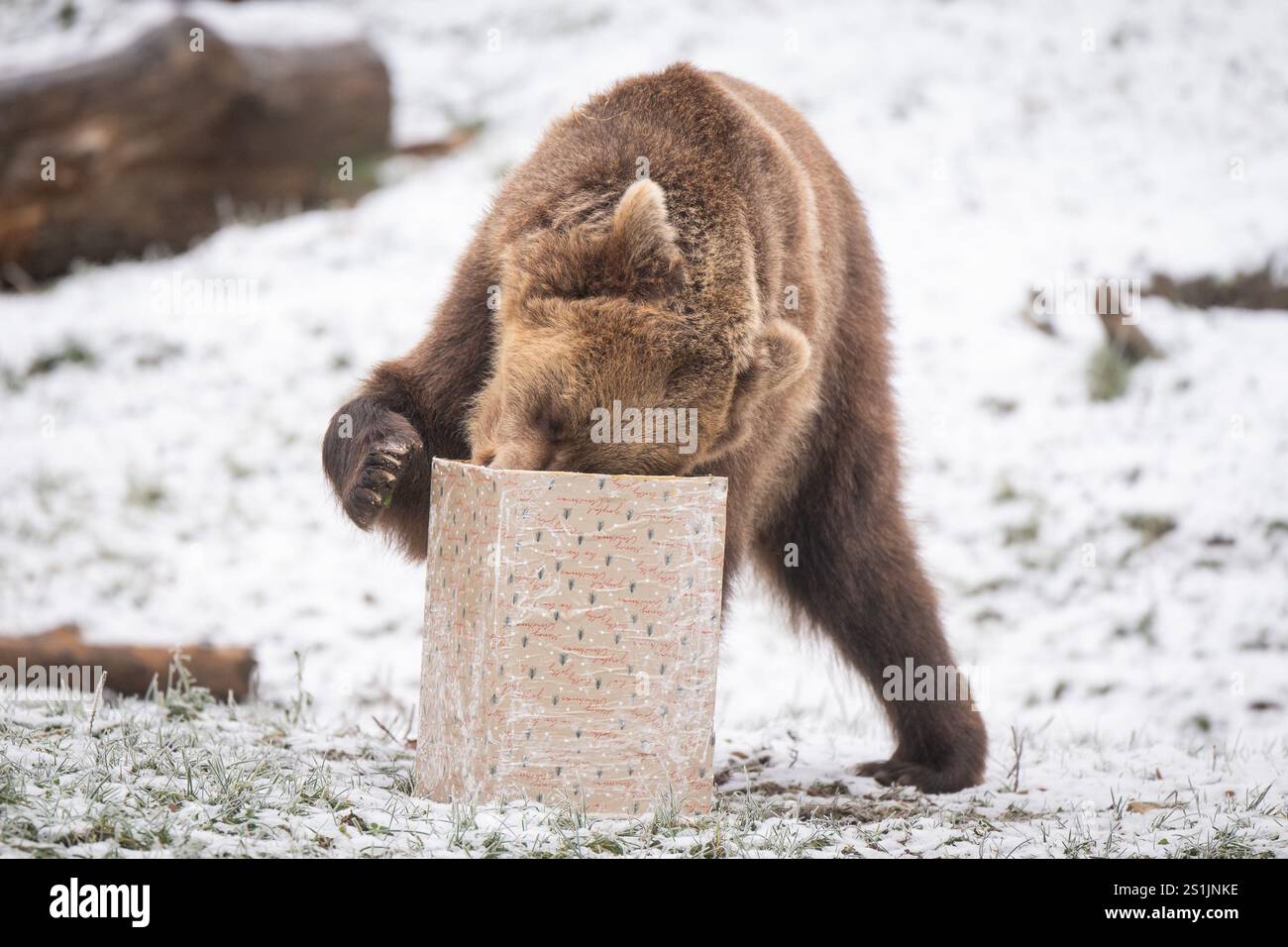 Zagreb, Croatia. 04th Jan, 2025. Brown bear (Ursus arctos) received ...