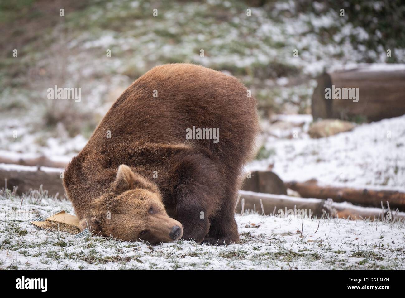 Zagreb, Croatia. 04th Jan, 2025. Brown bear (Ursus arctos) plays in his ...