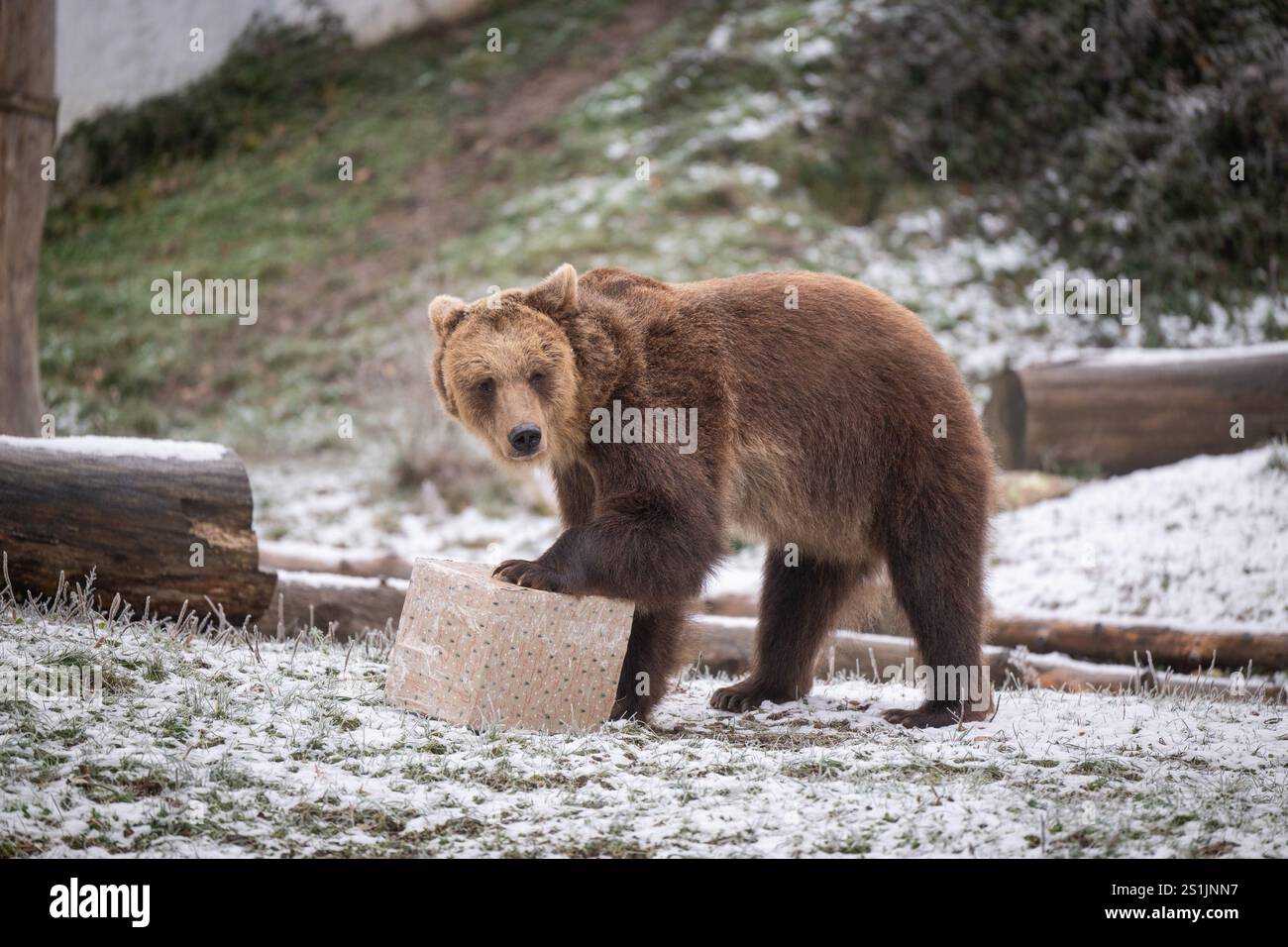 Zagreb, Croatia. 04th Jan, 2025. Brown bear (Ursus arctos) received ...