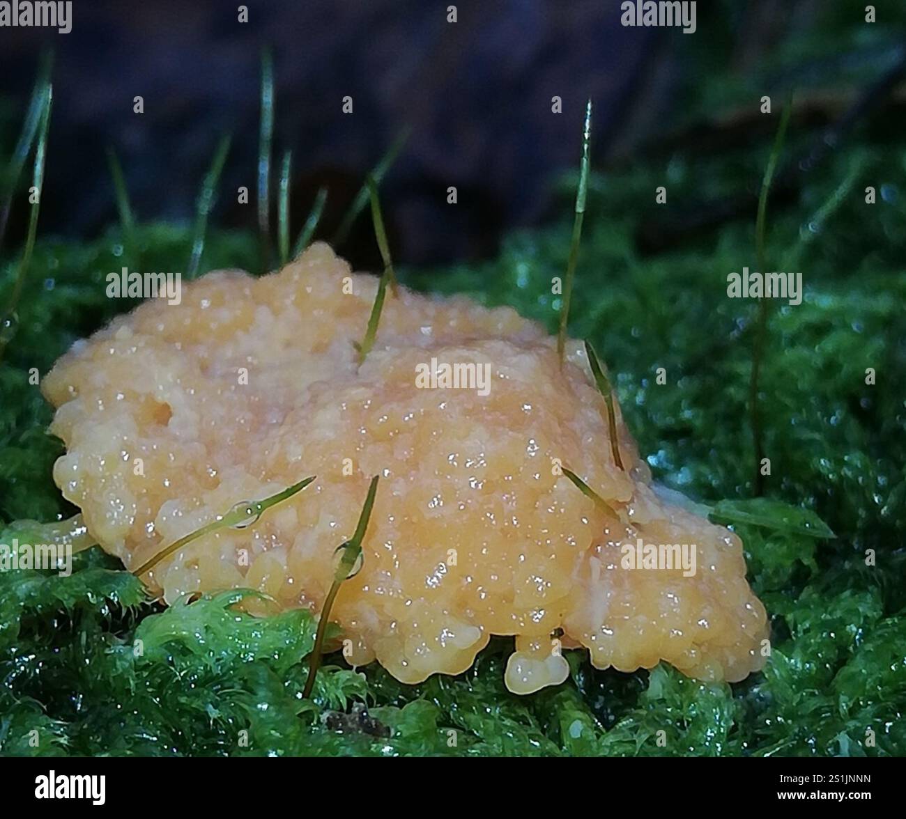 Red Raspberry Slime Mold (Tubifera ferruginosa Stock Photo - Alamy