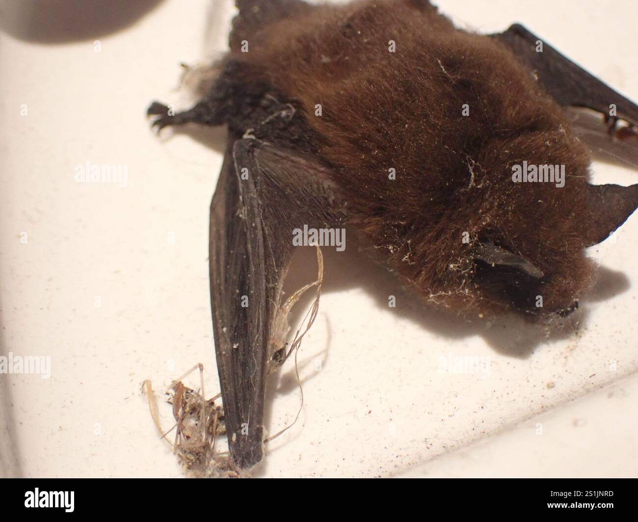 Little Brown Bat (Myotis lucifugus Stock Photo - Alamy