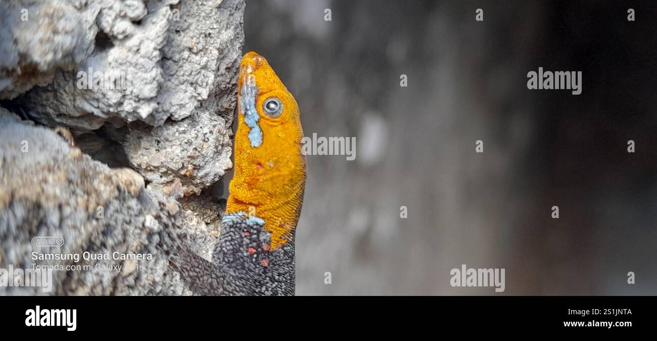 Yellow-headed Gecko (Gonatodes albogularis Stock Photo - Alamy
