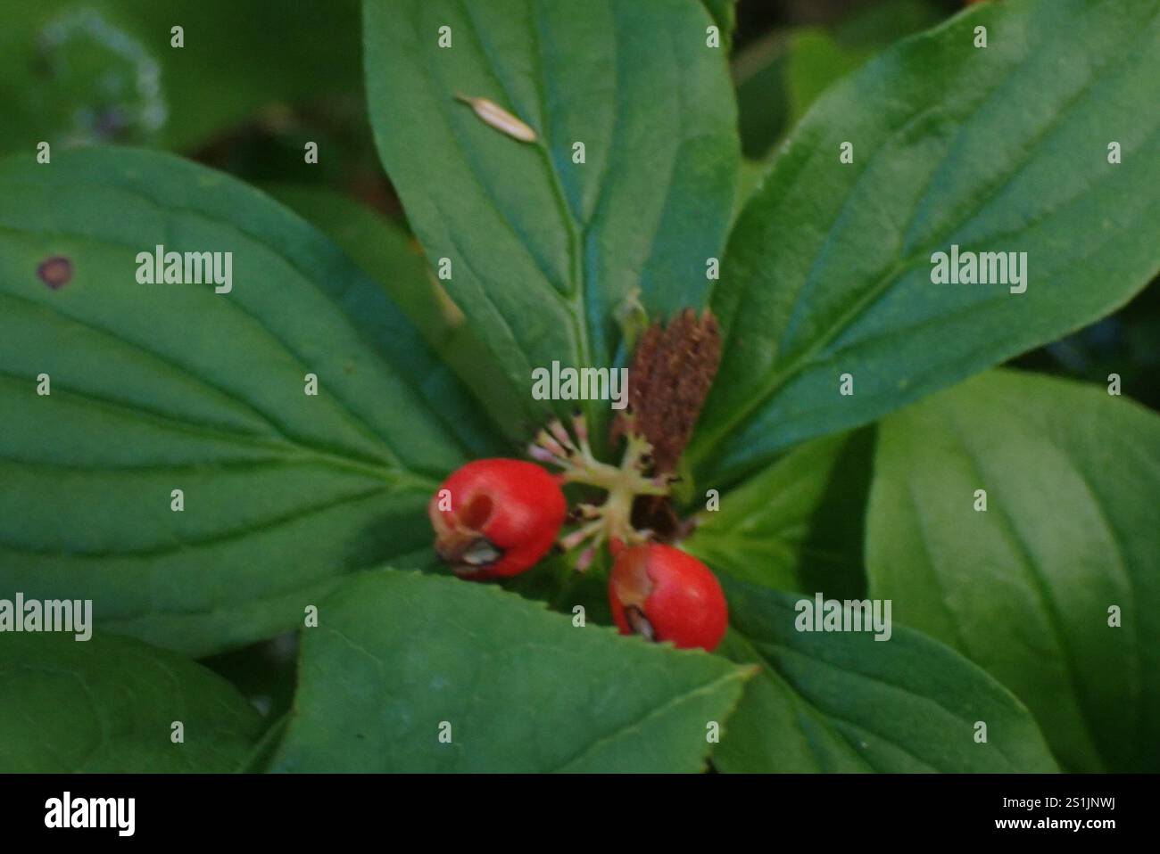 Western Bunchberry (Cornus unalaschkensis Stock Photo - Alamy