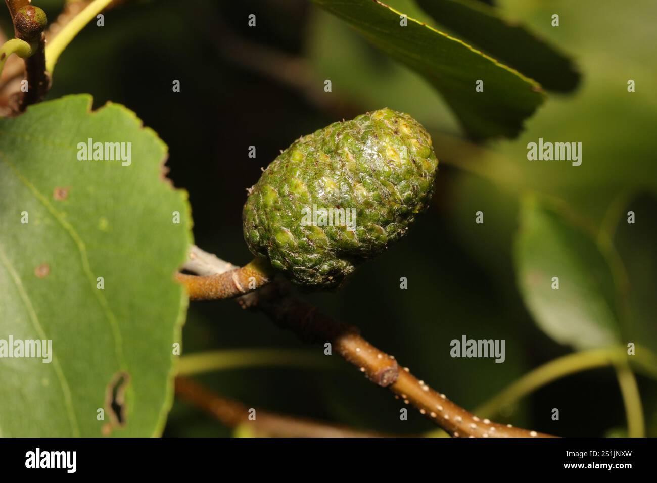 Italian alder (Alnus cordata Stock Photo - Alamy