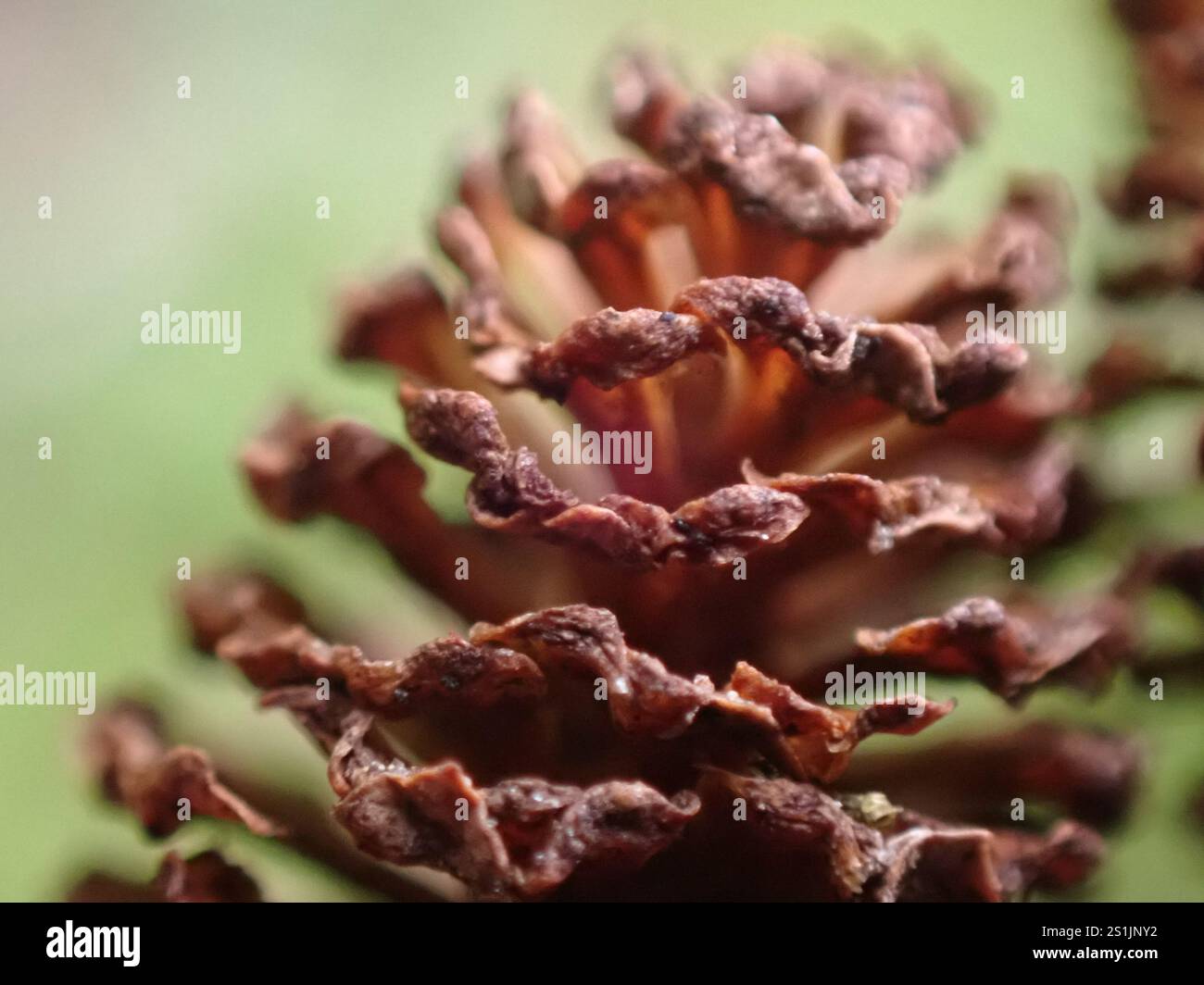 Red Alder (Alnus rubra Stock Photo - Alamy
