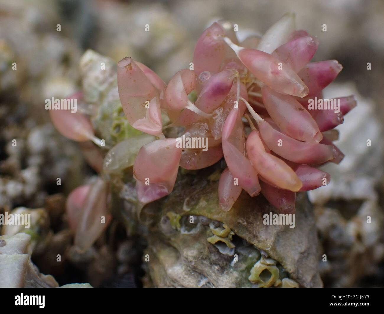 Frilled Dogwinkle (Nucella lamellosa Stock Photo - Alamy